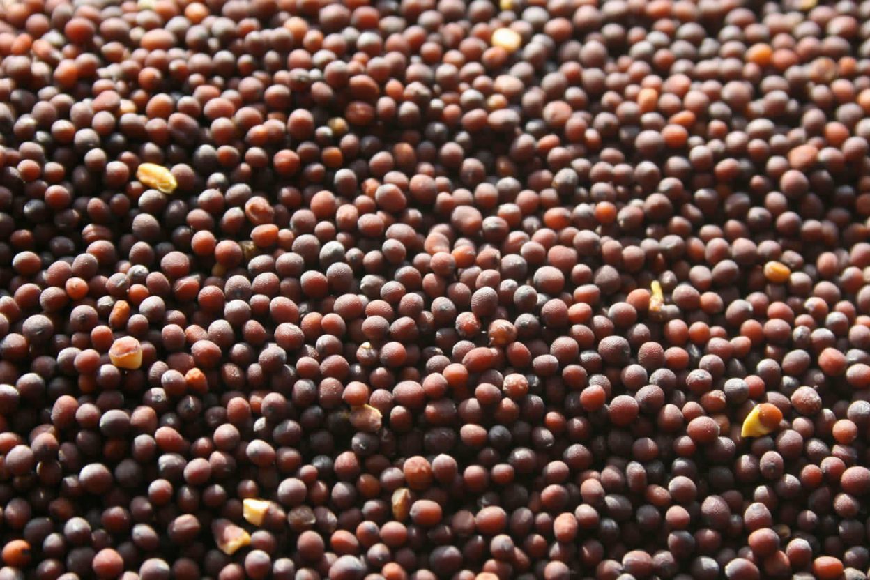 High Yield Canadian Condiment Mustard Varieties - Mustard 21 Canada Inc.
