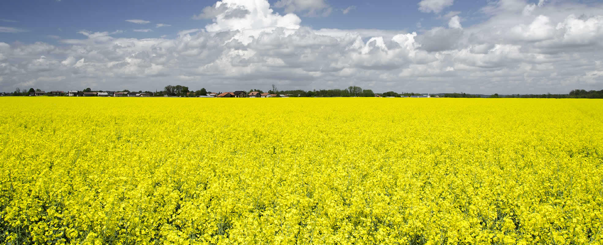 Partners & Funders - Mustard 21 Canada Inc.
