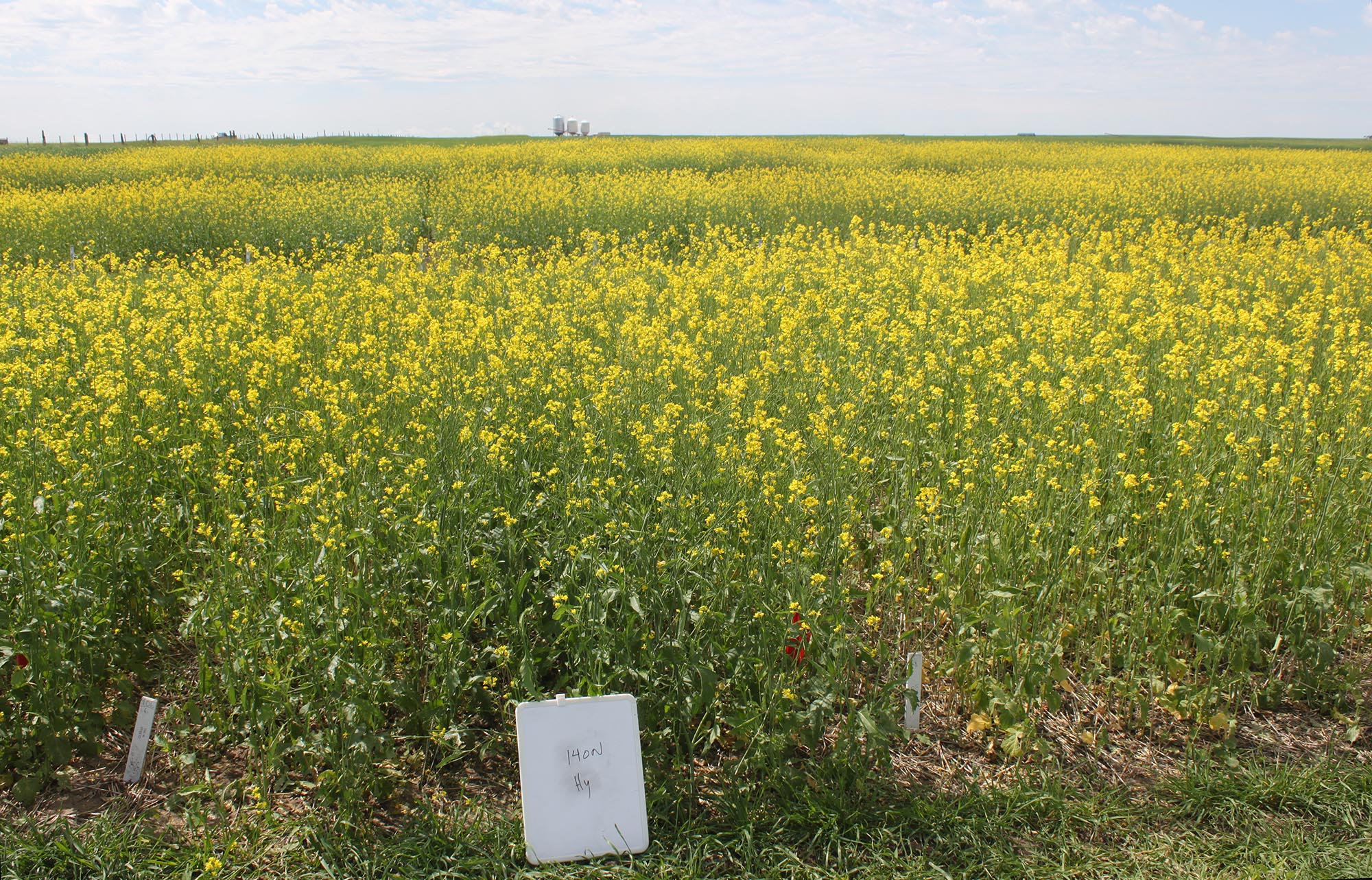 Virtual Field Tour: Centennial Brown and AAC Brown 18 - Mustard 21 ...