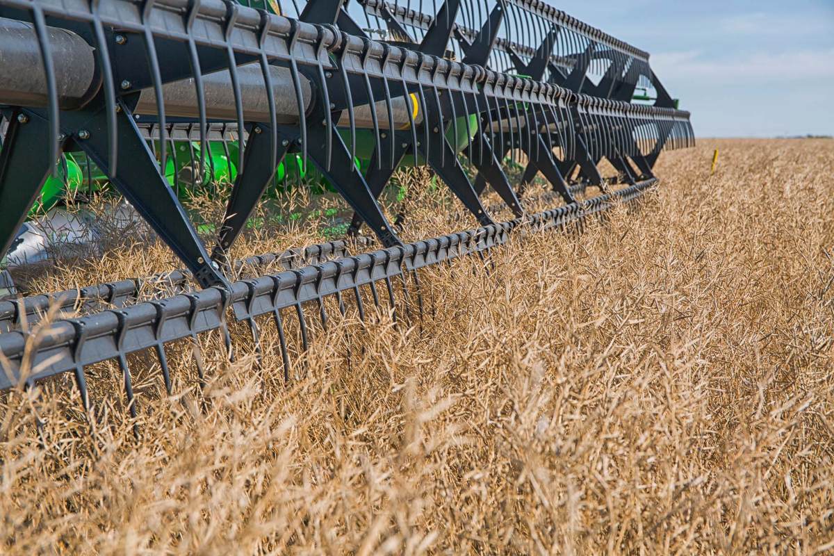 New hybrid breeding techniques break mustard yield ceilings after 40 ...