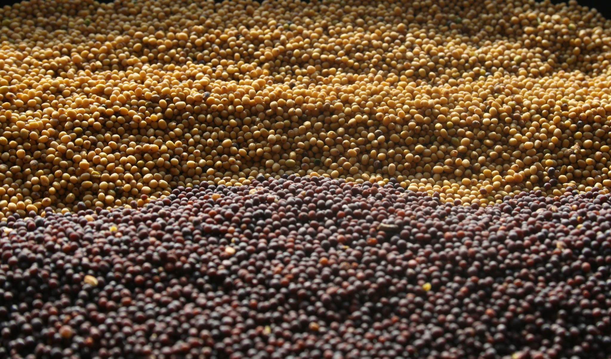 Mustard Seed Distributors - Mustard 21 Canada Inc.